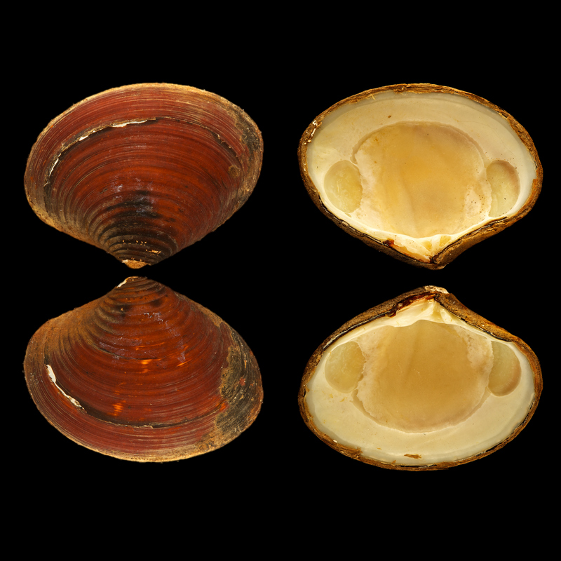 Artfakta från SLU Artdatabanken