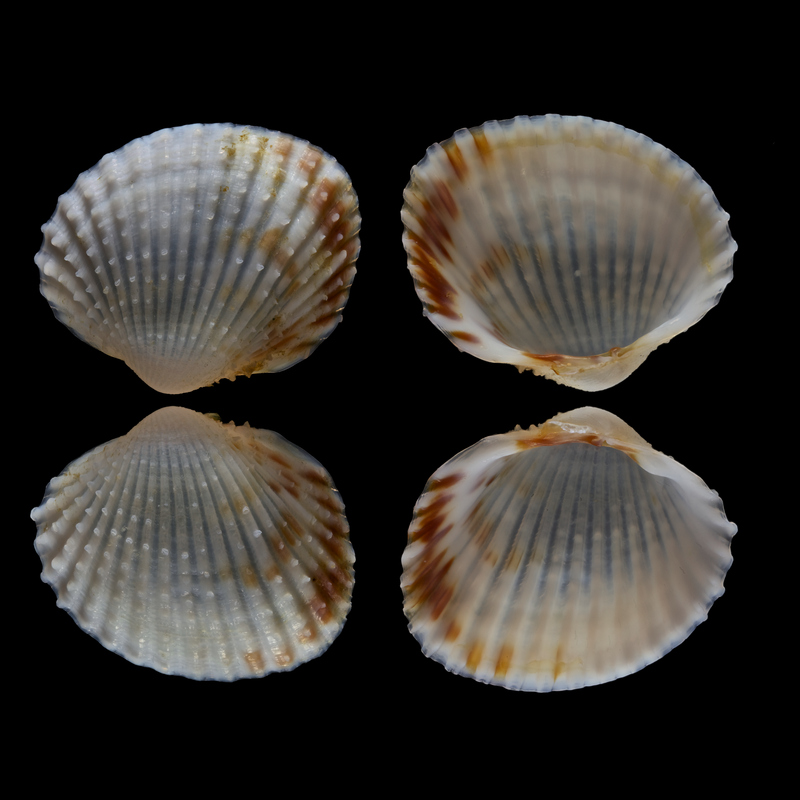 Artfakta från SLU Artdatabanken