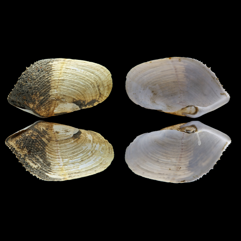 Artfakta från SLU Artdatabanken