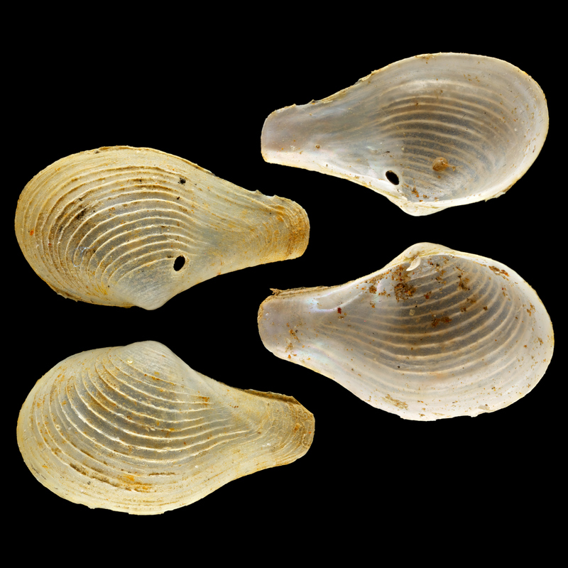 Artfakta från SLU Artdatabanken