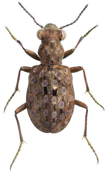 Artfakta från SLU Artdatabanken