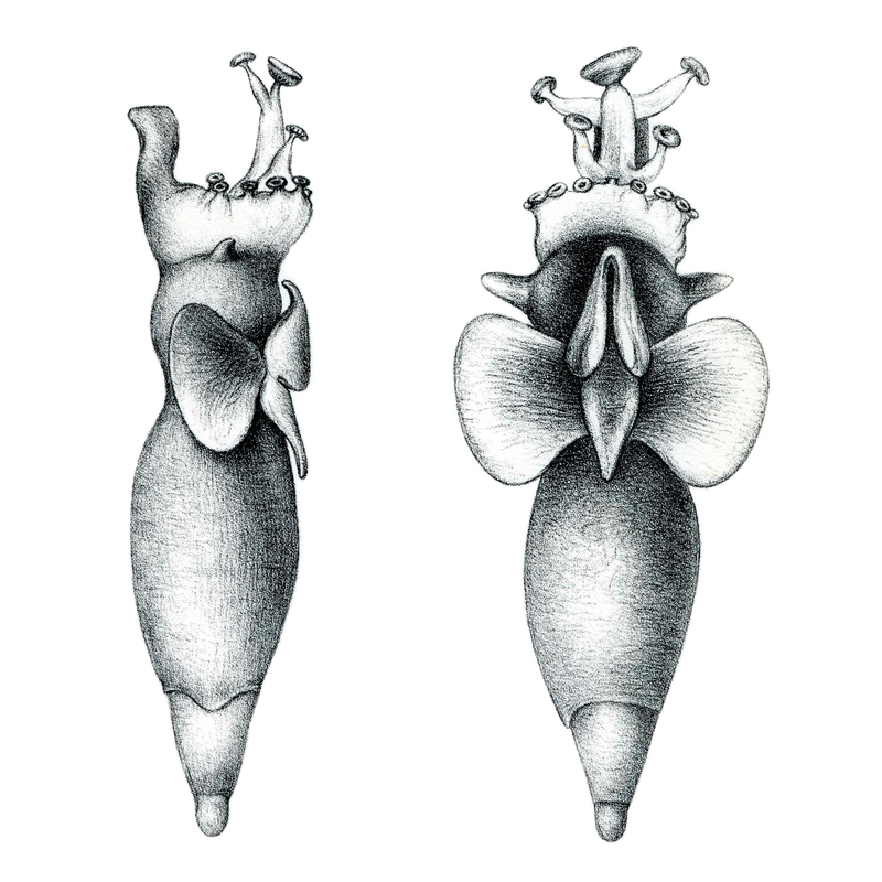 Artfakta från SLU Artdatabanken