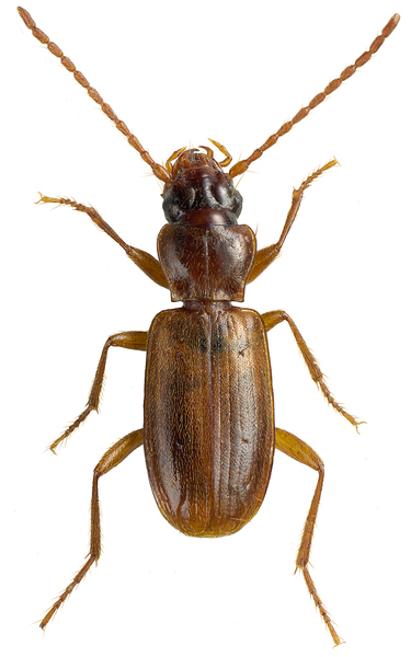 Artfakta från SLU Artdatabanken