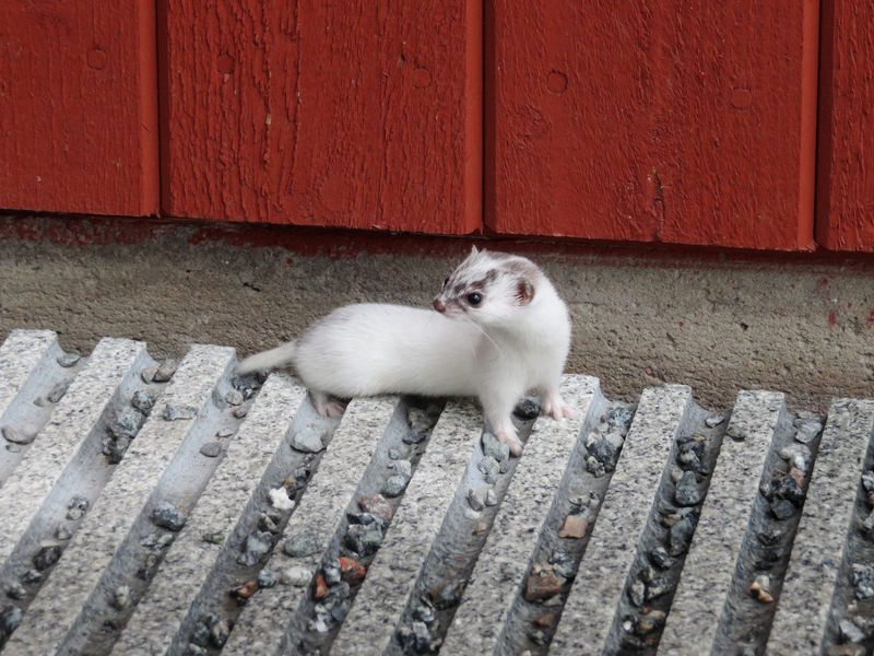 Artfakta från SLU Artdatabanken