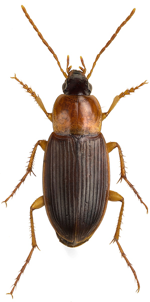 Artfakta från SLU Artdatabanken