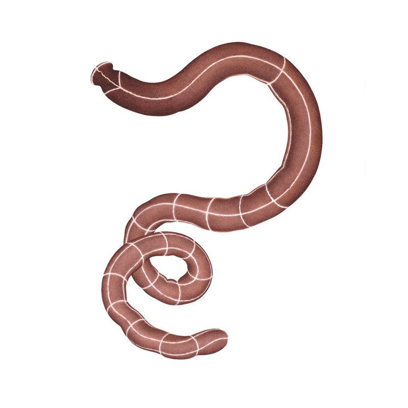 Artfakta från SLU Artdatabanken