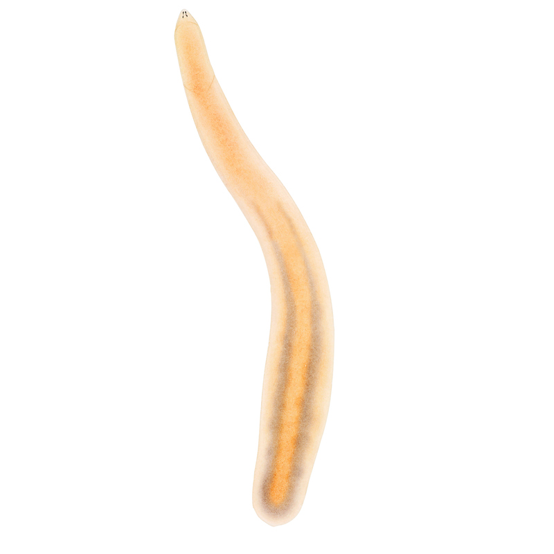 Artfakta från SLU Artdatabanken