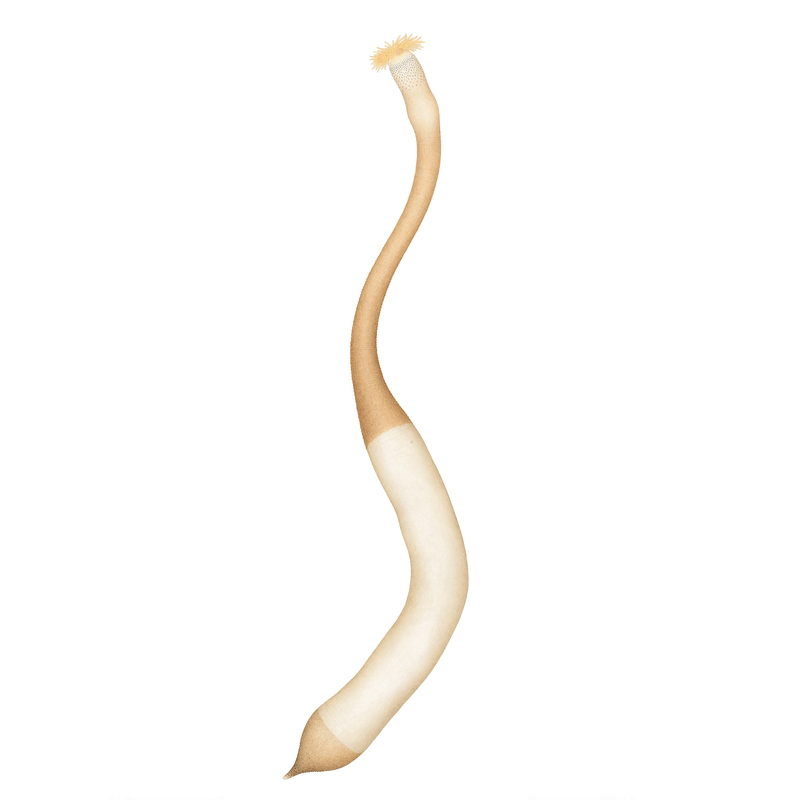 Artfakta från SLU Artdatabanken