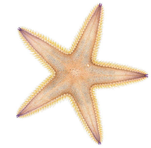 Artfakta från SLU Artdatabanken