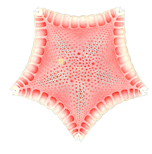 Artfakta från SLU Artdatabanken