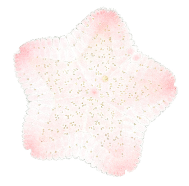 Artfakta från SLU Artdatabanken