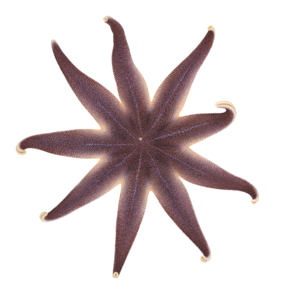 Artfakta från SLU Artdatabanken