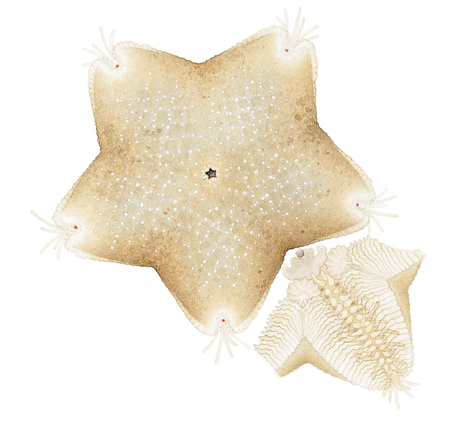 Artfakta från SLU Artdatabanken