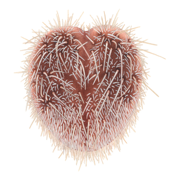 Artfakta från SLU Artdatabanken