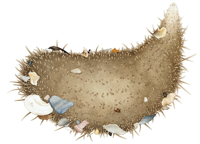 Artfakta från SLU Artdatabanken