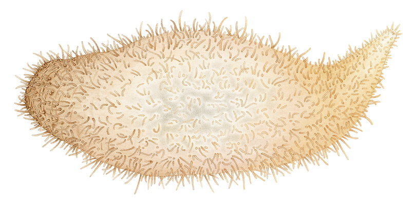 Artfakta från SLU Artdatabanken