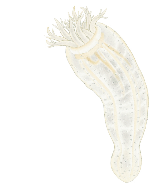 Artfakta från SLU Artdatabanken