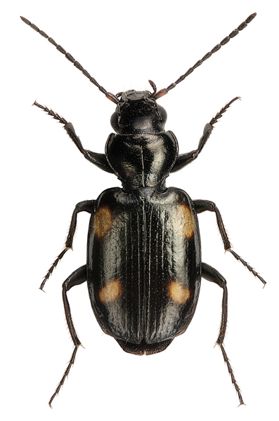 Artfakta från SLU Artdatabanken