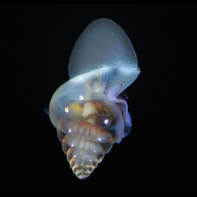 Artfakta från SLU Artdatabanken