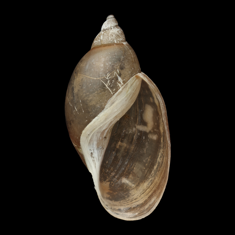 Artfakta från SLU Artdatabanken