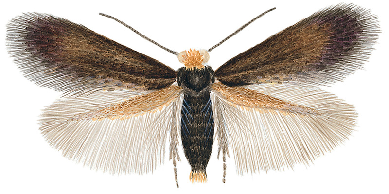 Artfakta från SLU Artdatabanken