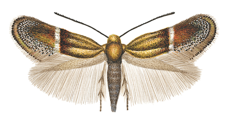 Artfakta från SLU Artdatabanken