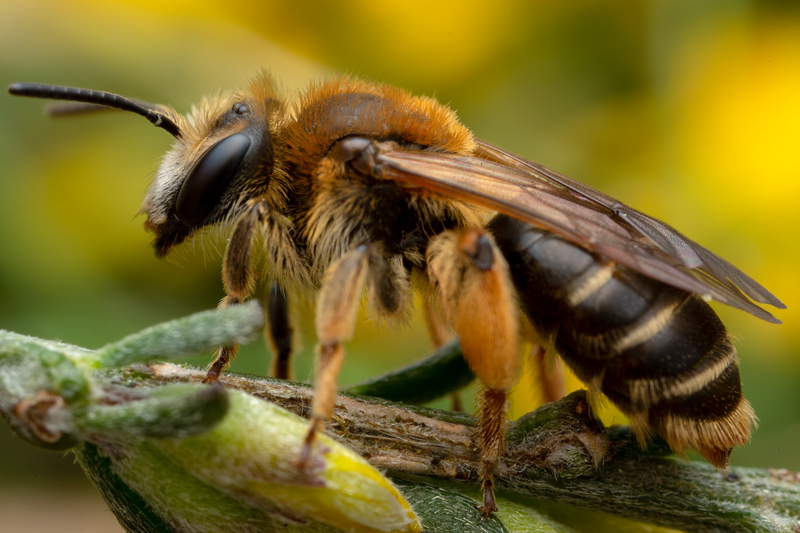 Artfakta från SLU Artdatabanken