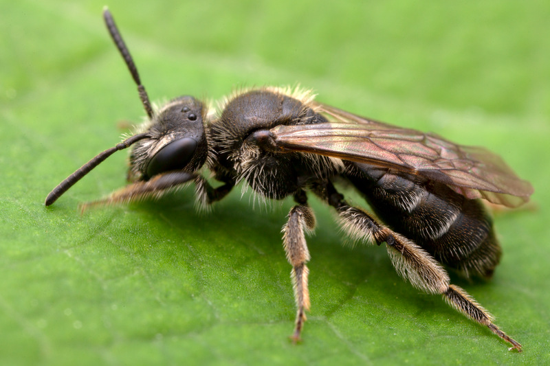 Artfakta från SLU Artdatabanken