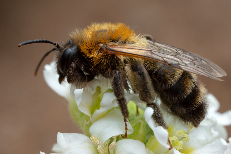 Artfakta från SLU Artdatabanken