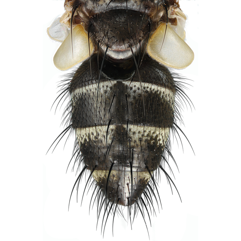 Artfakta från SLU Artdatabanken