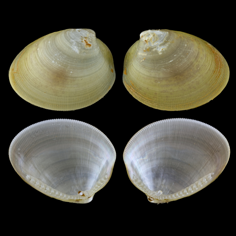 Artfakta från SLU Artdatabanken