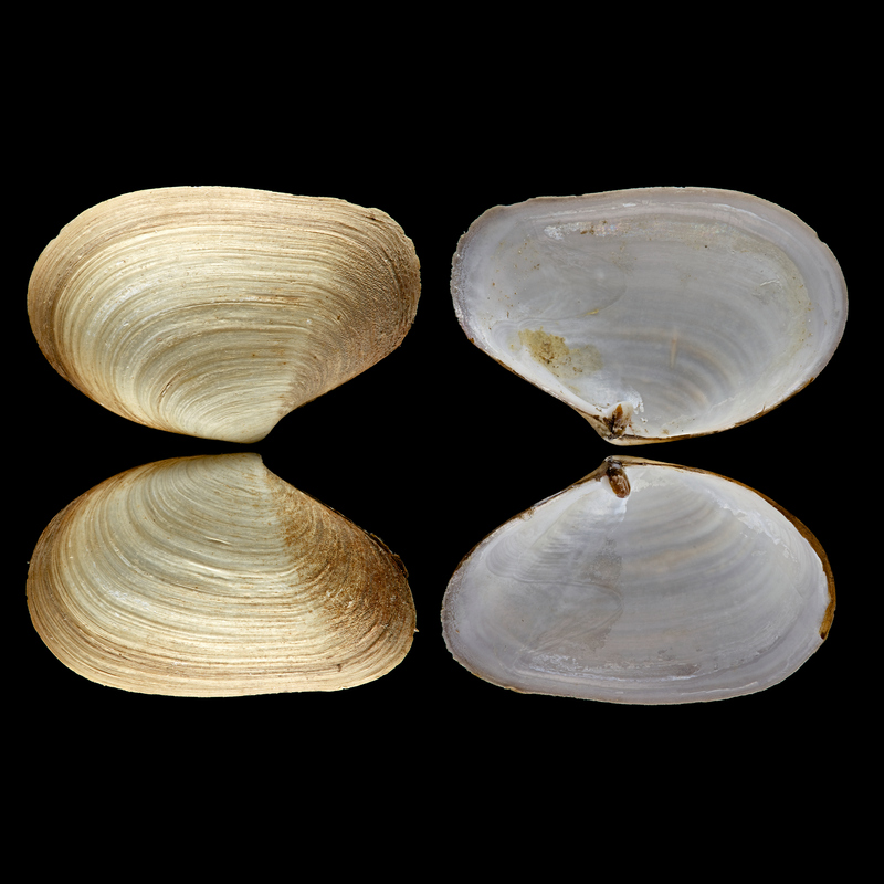 Artfakta från SLU Artdatabanken