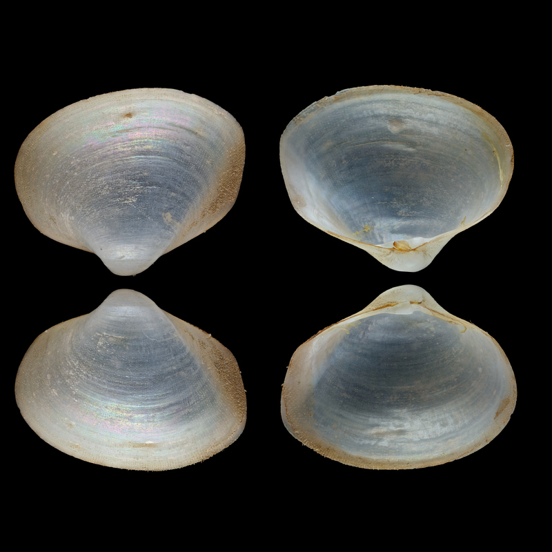 Artfakta från SLU Artdatabanken