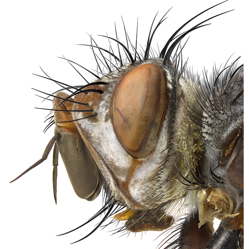 Artfakta från SLU Artdatabanken