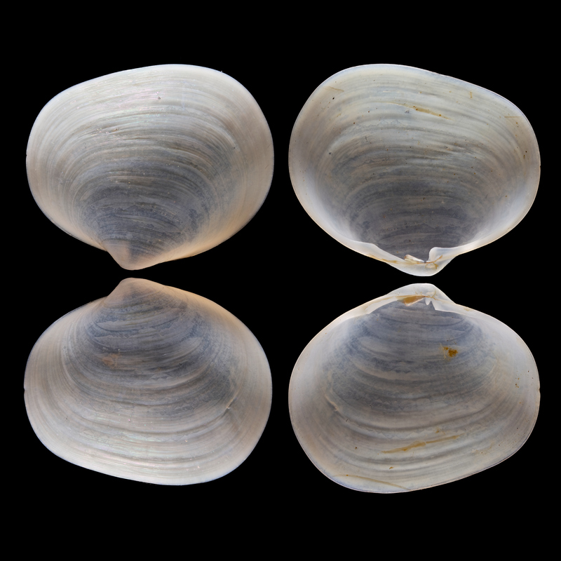 Artfakta från SLU Artdatabanken