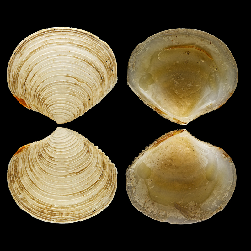 Artfakta från SLU Artdatabanken