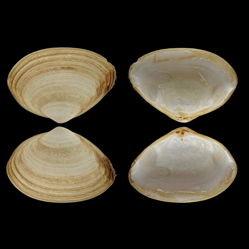 Artfakta från SLU Artdatabanken