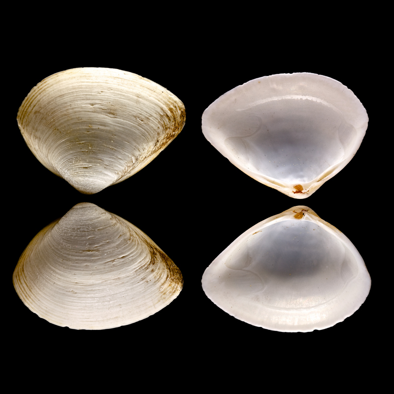 Artfakta från SLU Artdatabanken