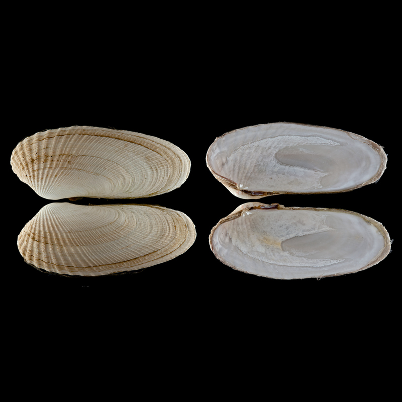 Artfakta från SLU Artdatabanken