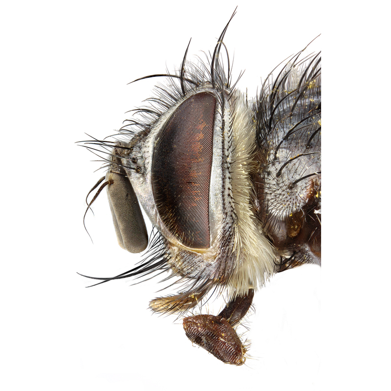 Artfakta från SLU Artdatabanken