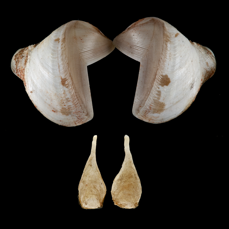 Artfakta från SLU Artdatabanken