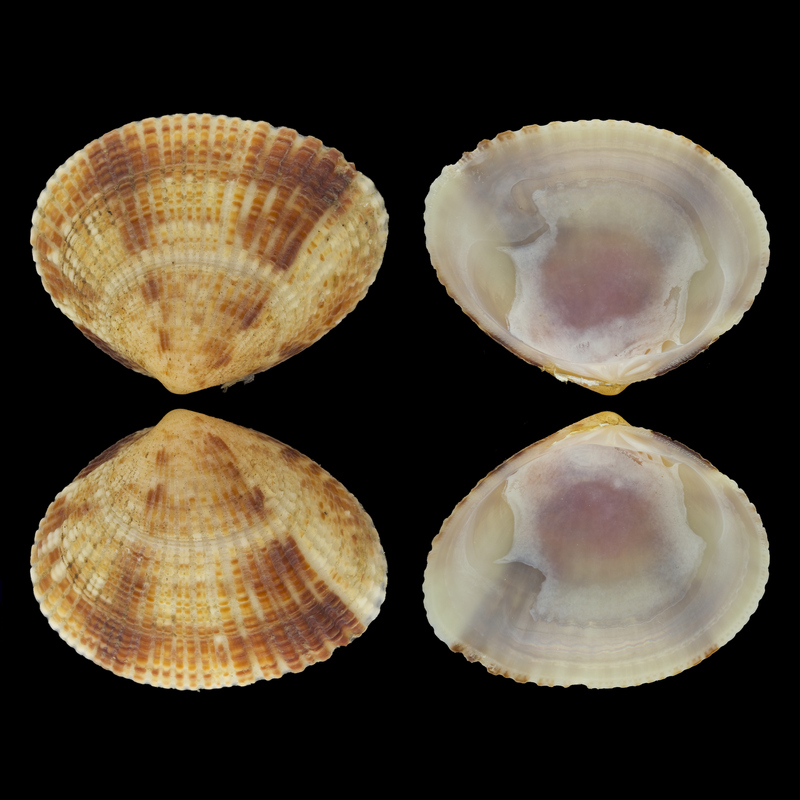 Artfakta från SLU Artdatabanken