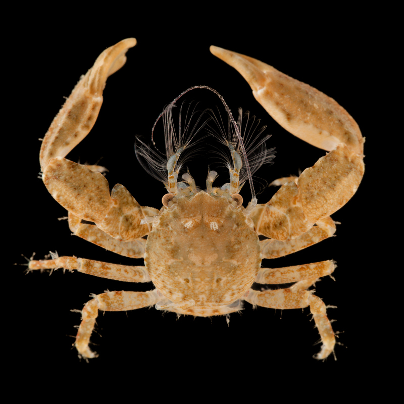 Artfakta från SLU Artdatabanken