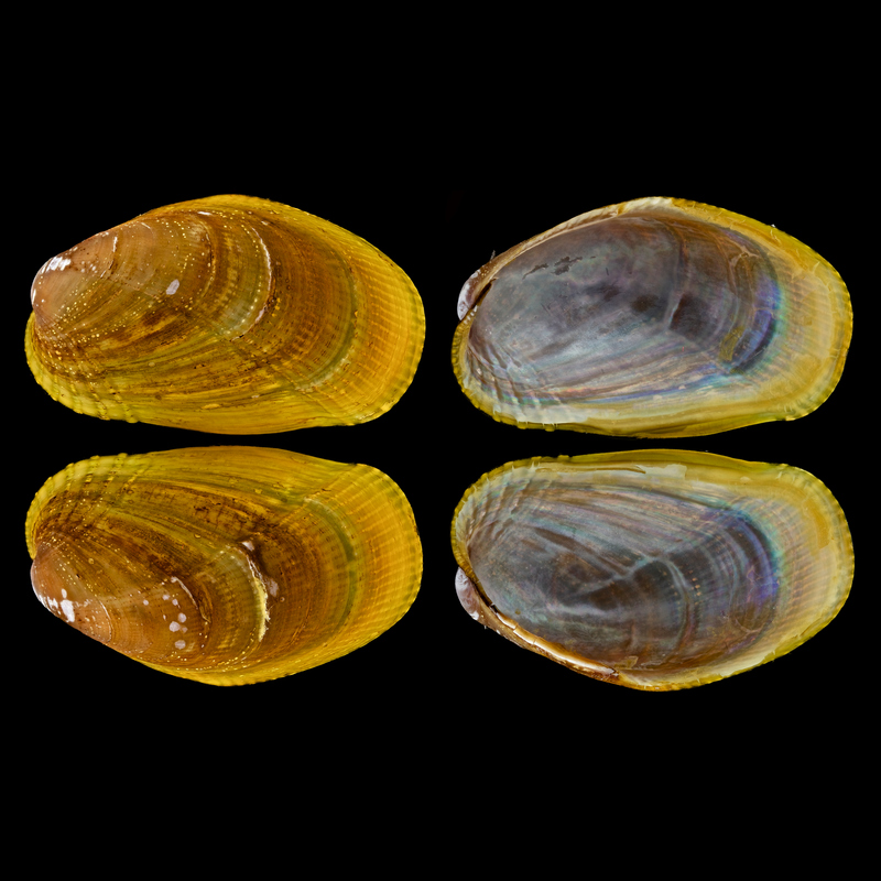 Artfakta från SLU Artdatabanken