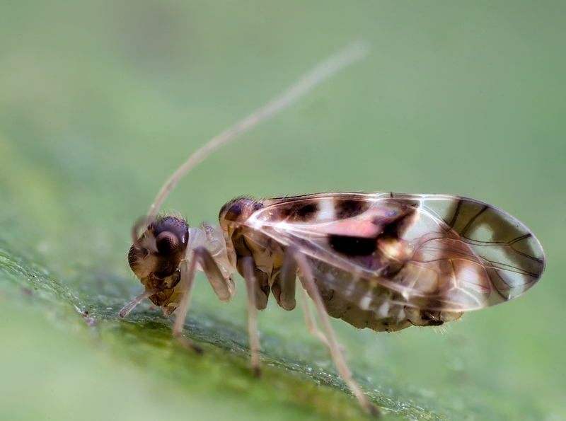 Artfakta från SLU Artdatabanken