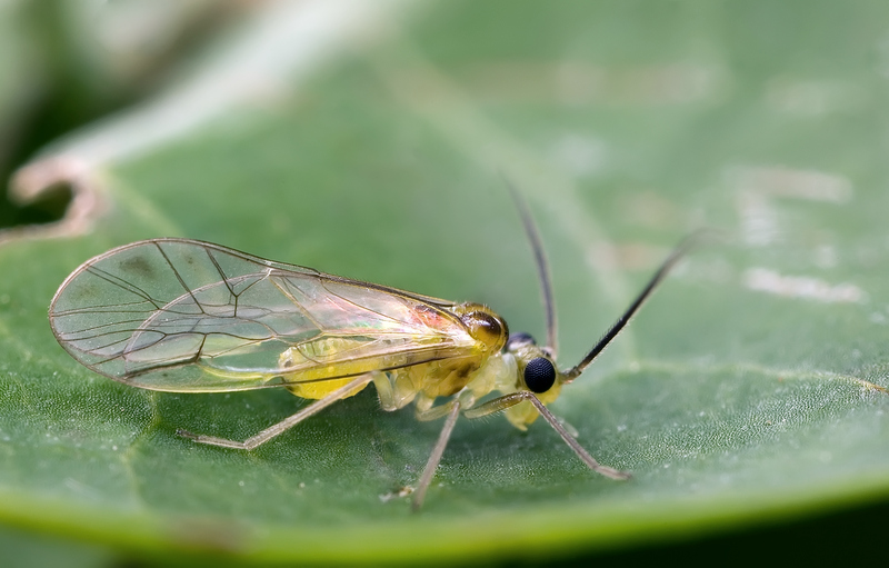 Artfakta från SLU Artdatabanken