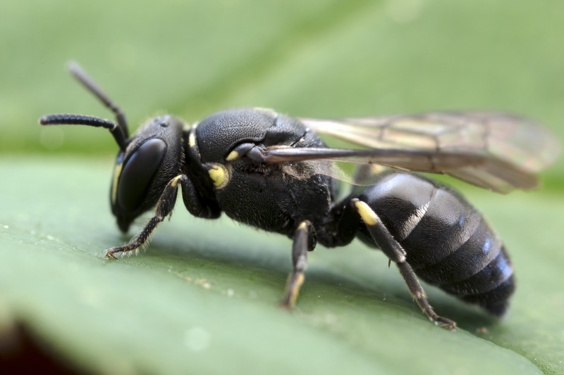 Artfakta från SLU Artdatabanken