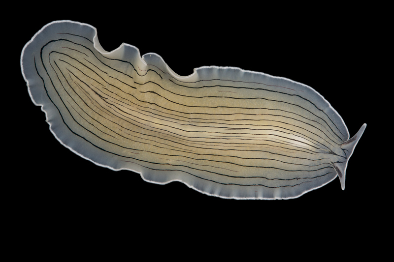 Artfakta från SLU Artdatabanken