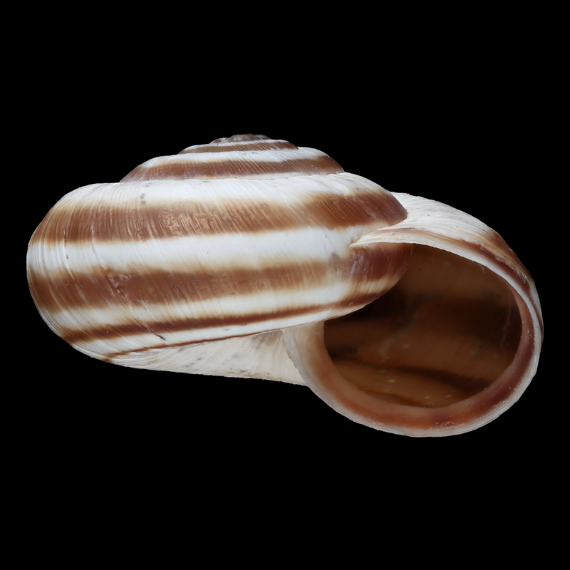 Artfakta från SLU Artdatabanken