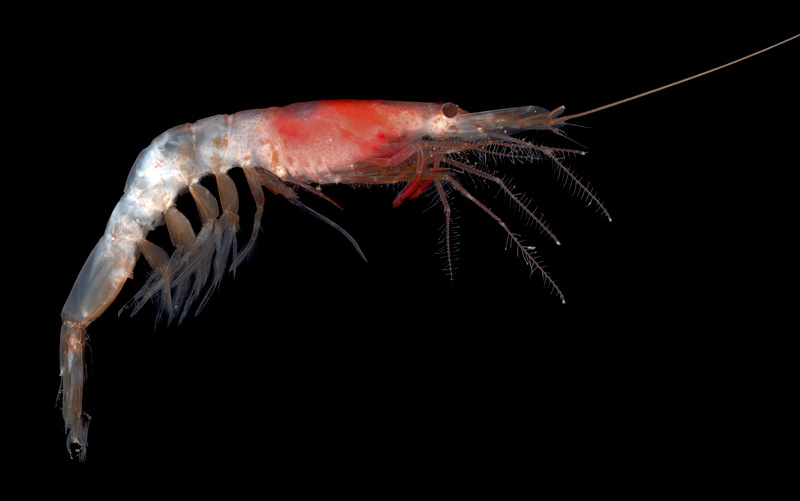 Artfakta från SLU Artdatabanken